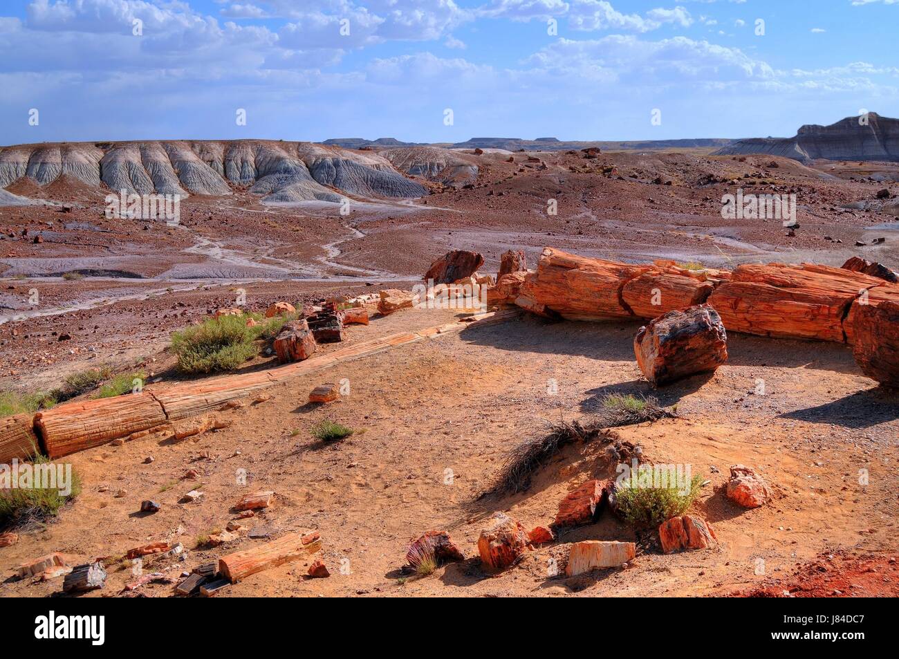 blue salt tree mountains park wood swamp decay petrified coal national ...