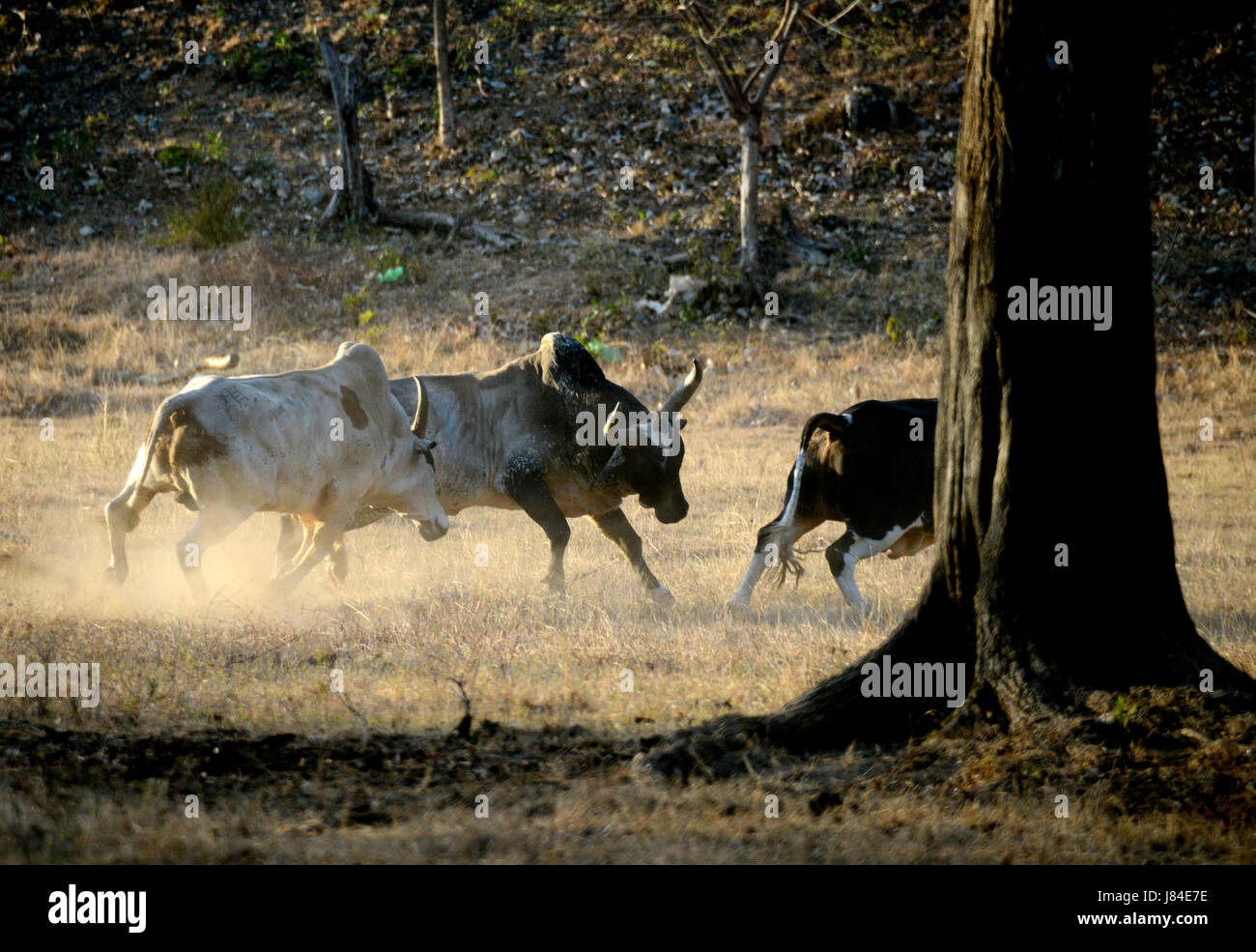 Malacrianza, Costa Rica's most fearsome bull, fights with other bulls ...
