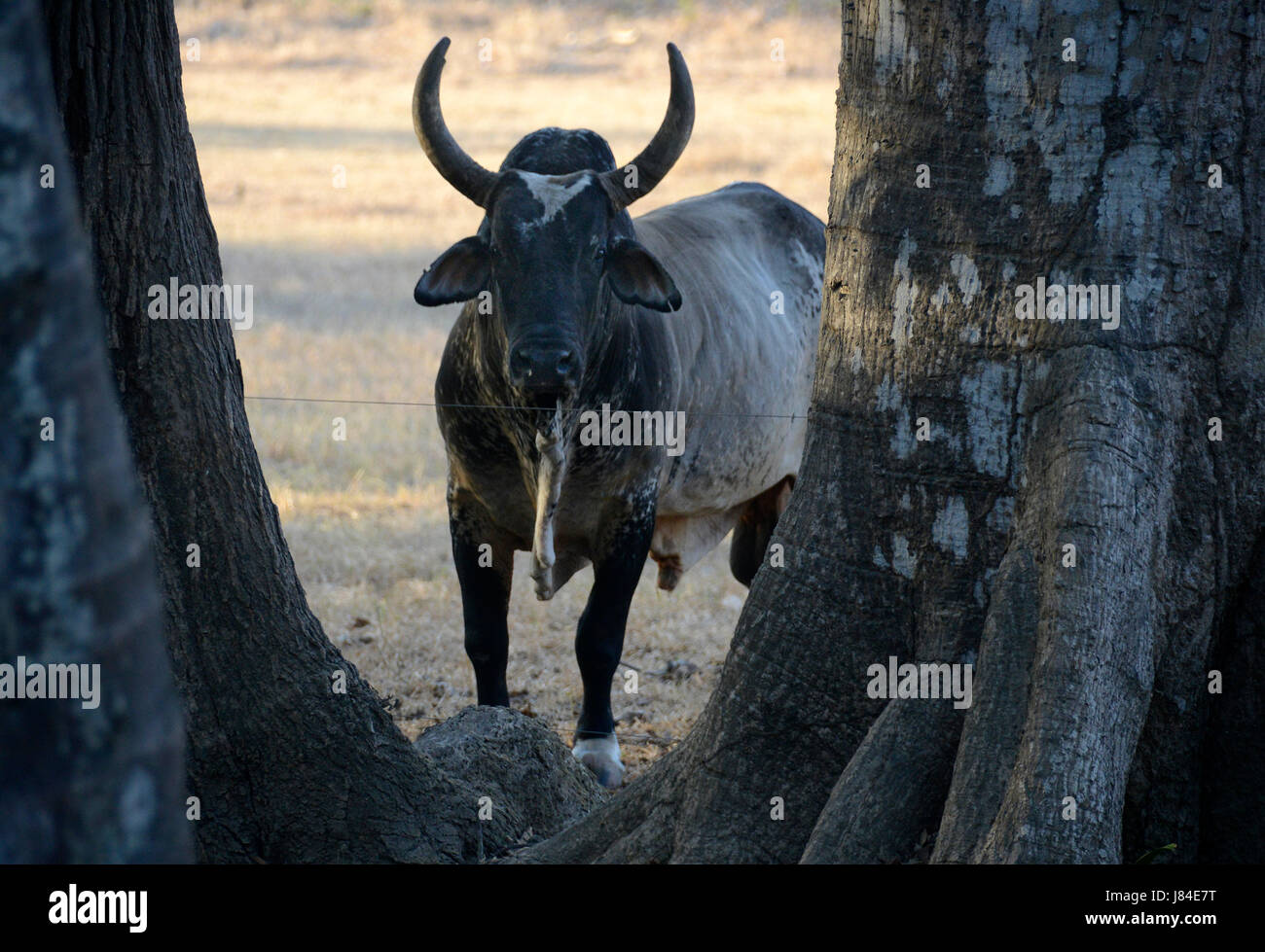 Costa Rica's most famous bull, Malacrianza, sits in his pen in Playa ...