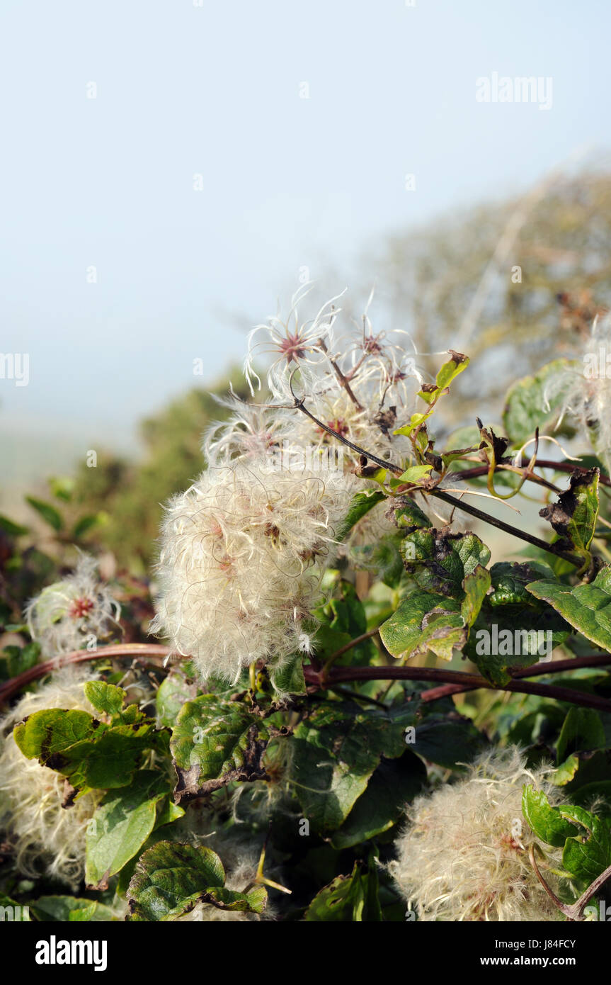 Boys bacca hi-res stock photography and images - Alamy