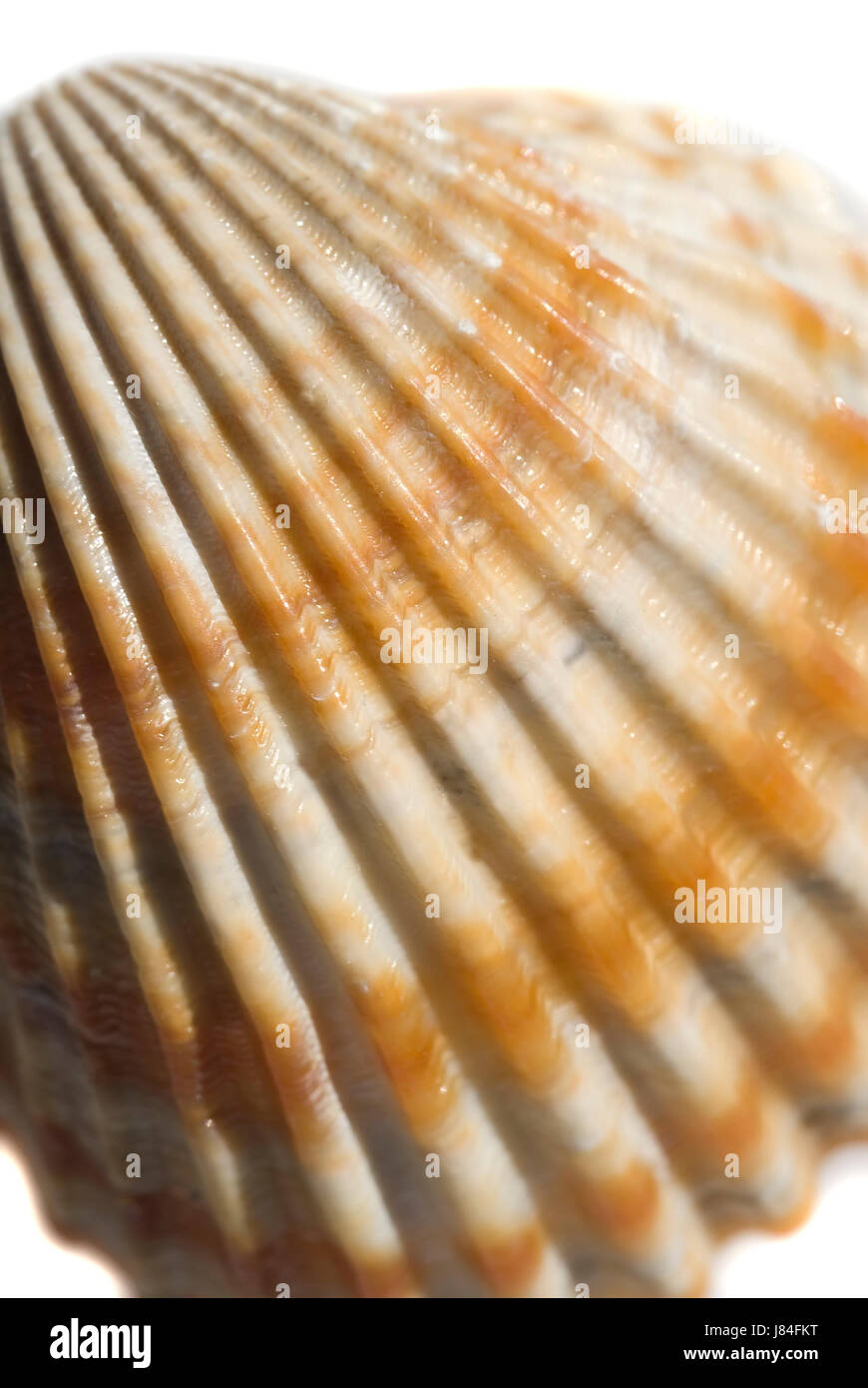 isolated beach seaside the beach seashore shell underwater shell nacre ...