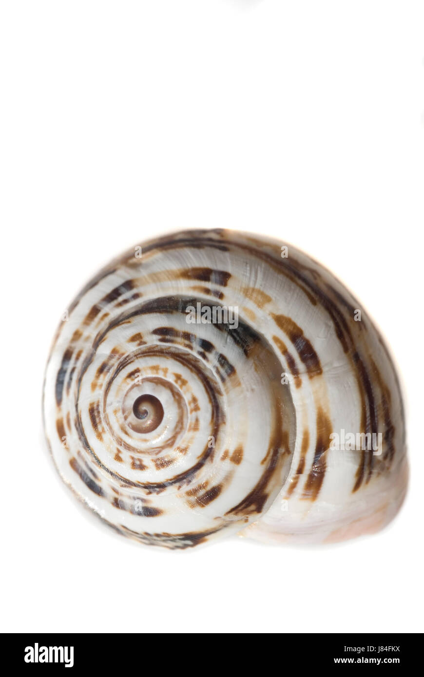 isolated beach seaside the beach seashore shell underwater shell nacre ...