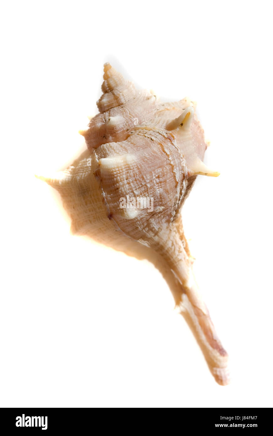isolated beach seaside the beach seashore shell underwater shell nacre ...