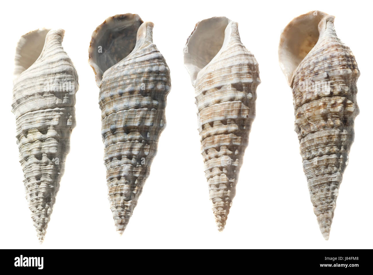 isolated beach seaside the beach seashore shell underwater shell nacre ...