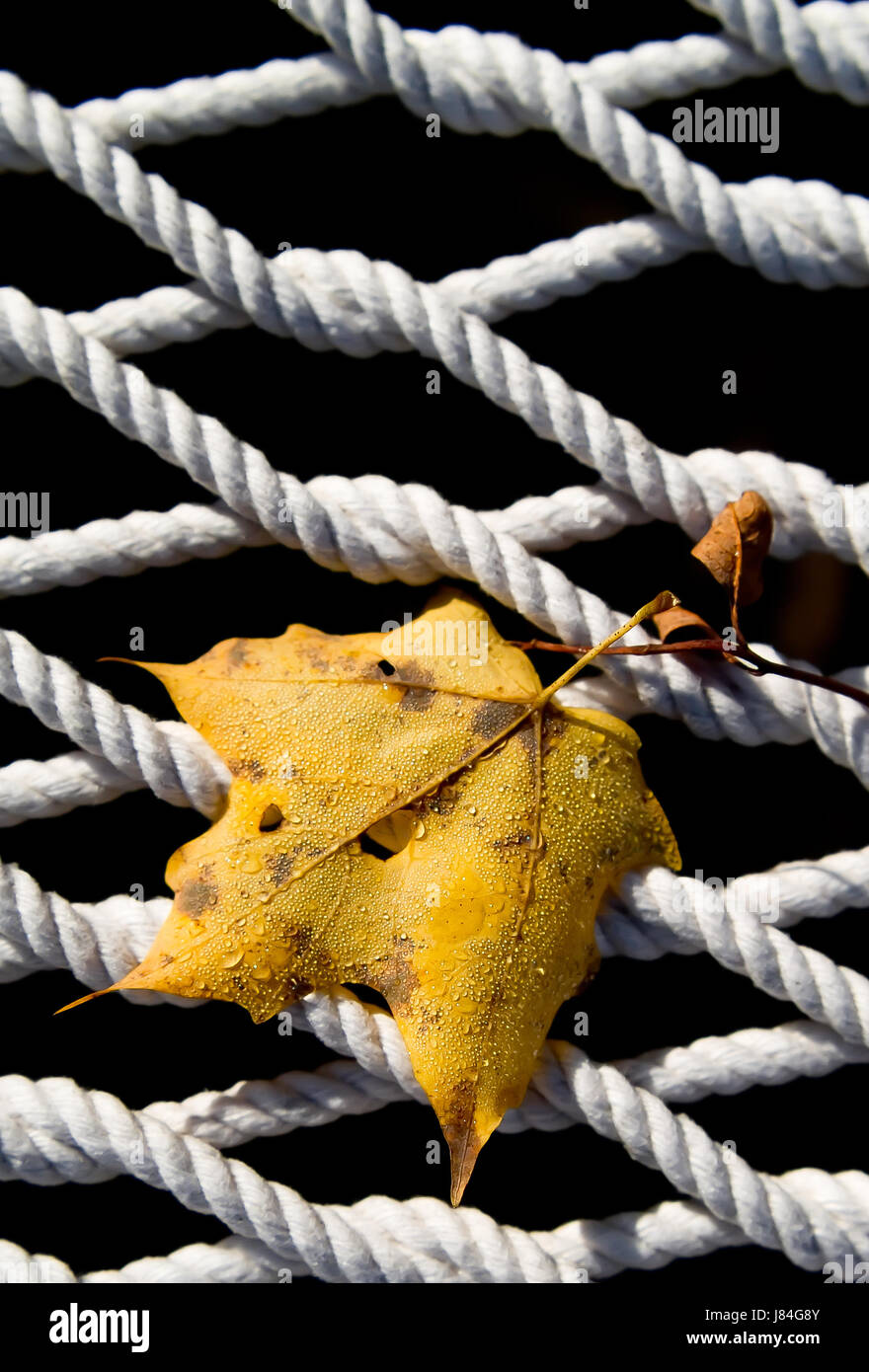 A single autumn leaf is supported on a rope net over a black background ...