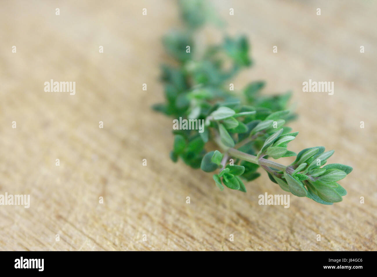 food aliment leaf spice condiment wood leaves freshness aromatic bush ...