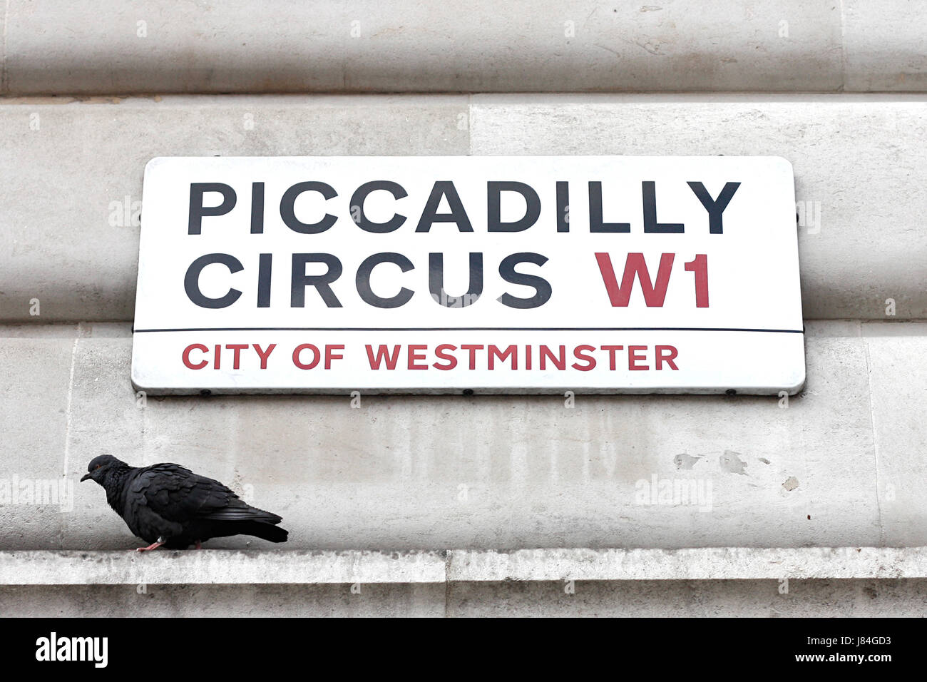 famous bird tourism london centre tourist attraction place pigeon ...