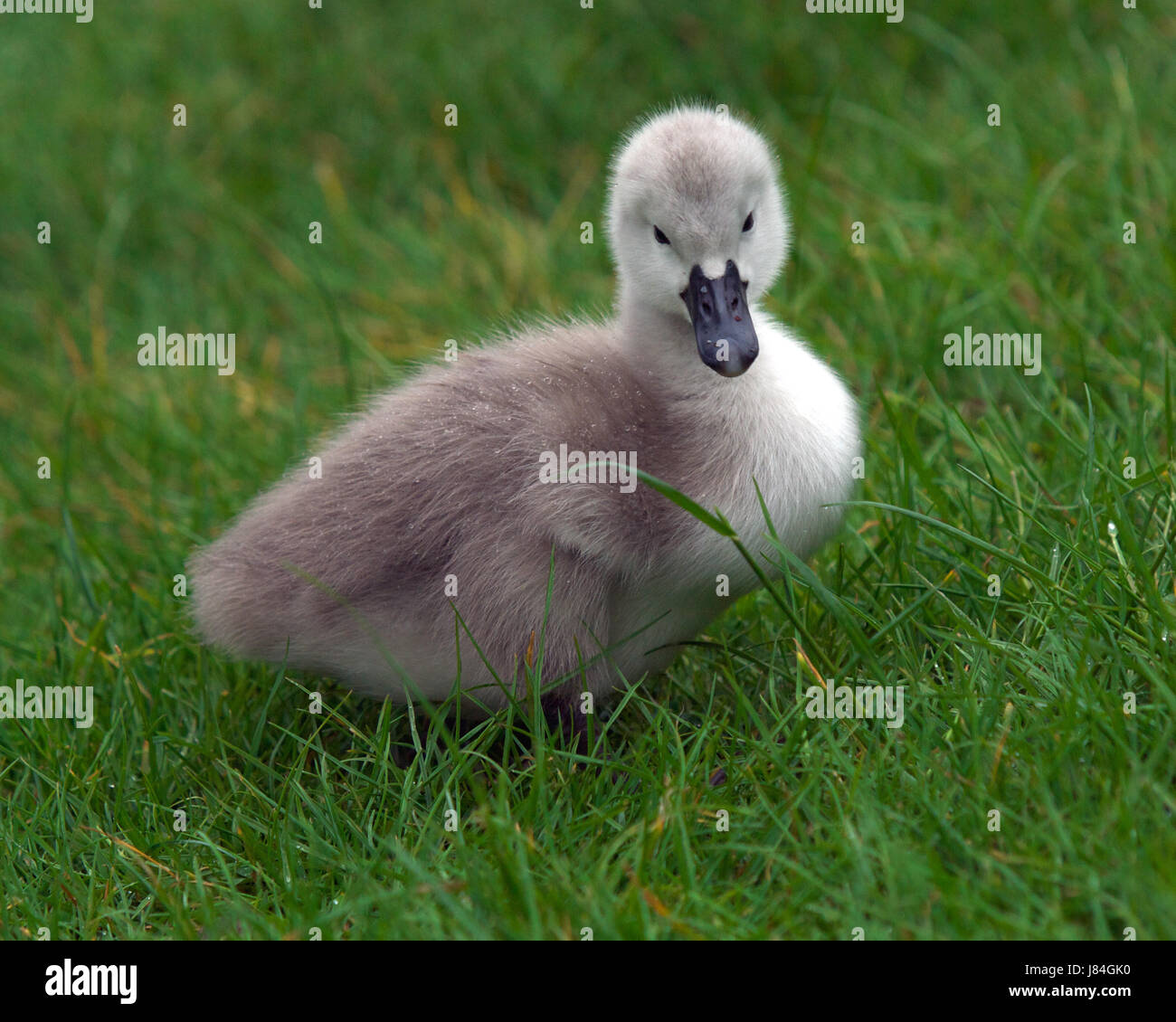 animal bird swan wildlife young younger meadow grass lawn green nature ...