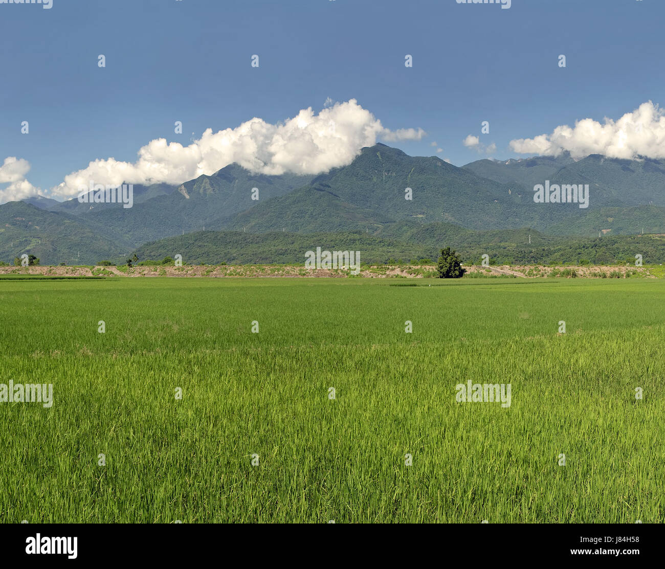spring bouncing bounces hop skipping frisks jumping jump sight view ...