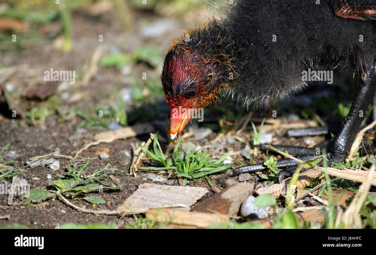 animal bird eye organ birds beak offspring chick beaks young younger ...