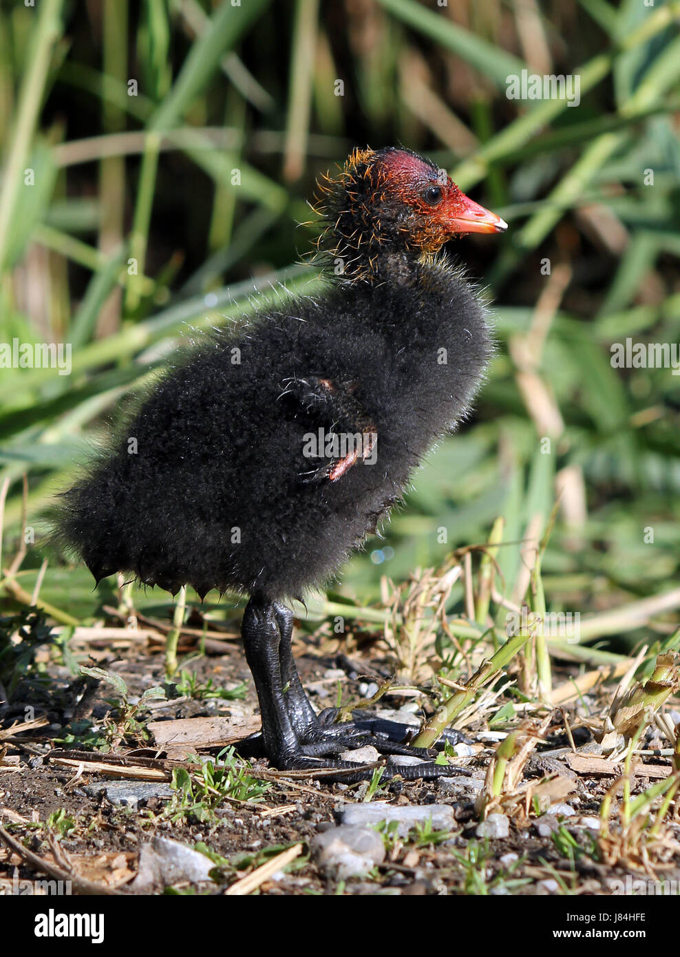 animal bird eye organ birds beak offspring chick beaks young younger ...