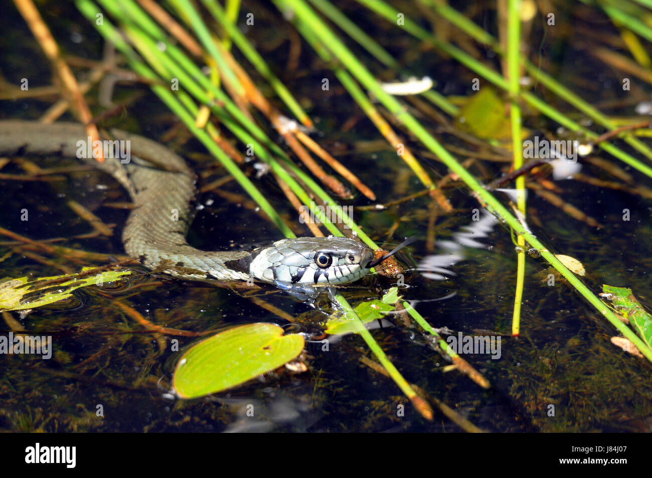 animal amphibian snake crawler reptils grass snake culture plant fauna ...