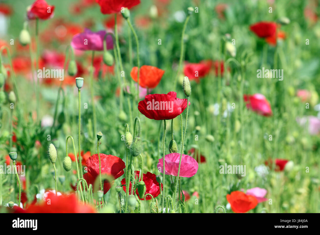 flower plant green spring poppy bud corn poppy meadow capsule papaver ...