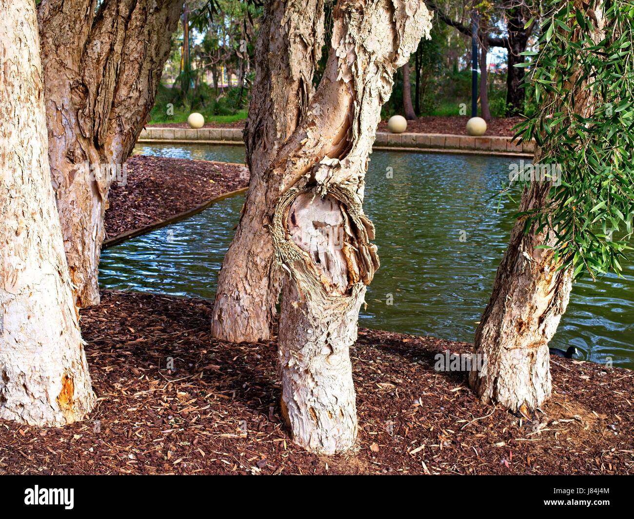 Jondalup Gardens Perth Stock Photo - Alamy