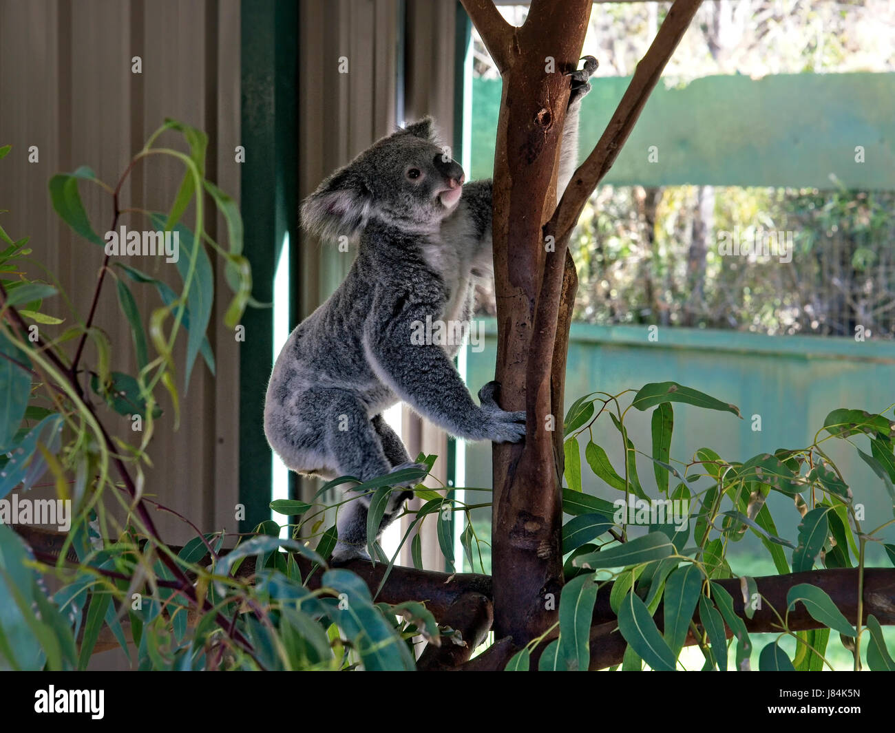 Koala Bears in Perth WA Parks Stock Photo - Alamy