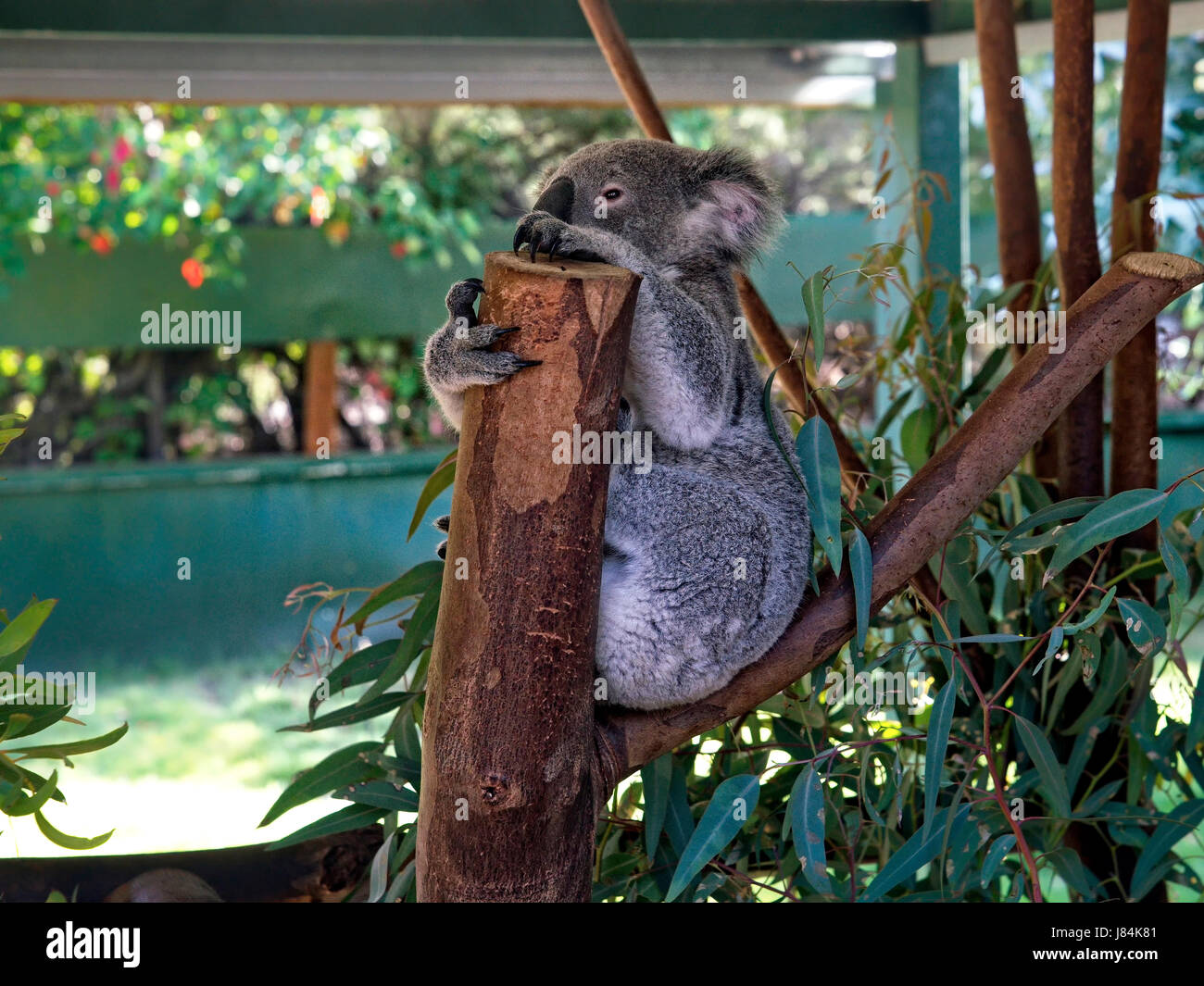 Koala Bears in Perth WA Parks Stock Photo - Alamy