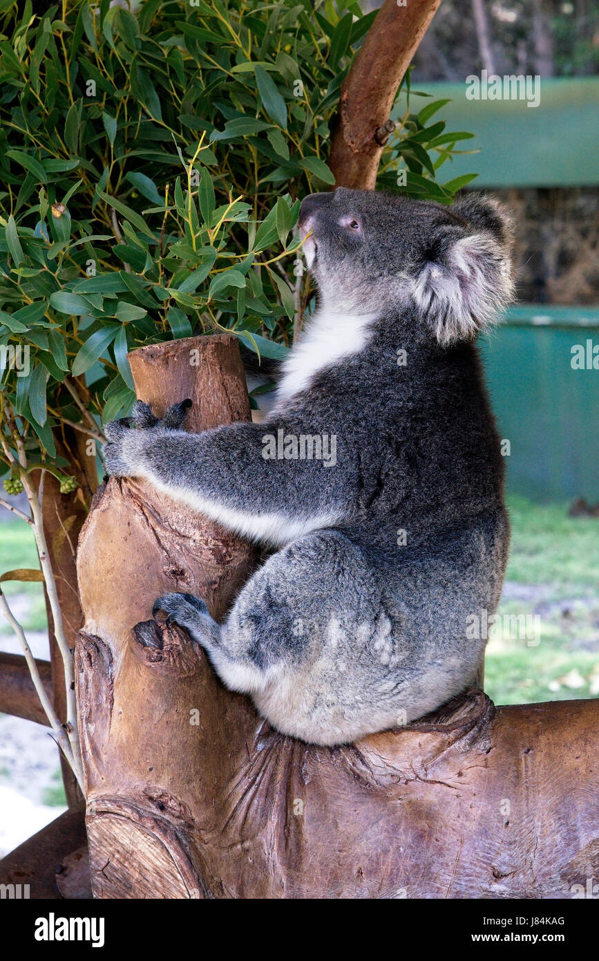 Koala Bears in Perth WA Parks Stock Photo - Alamy