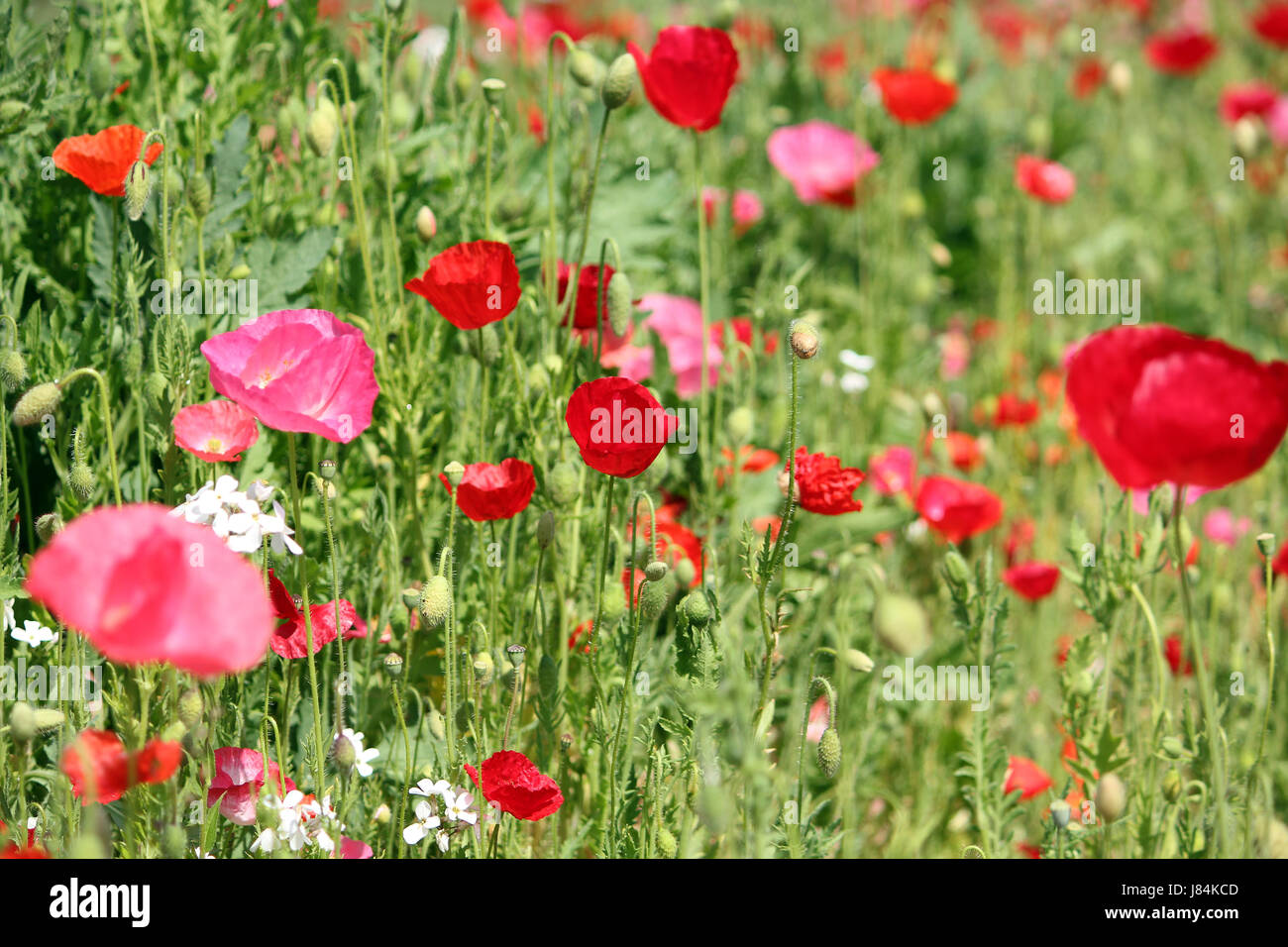 flower plant green spring poppy bud corn poppy meadow capsule papaver ...