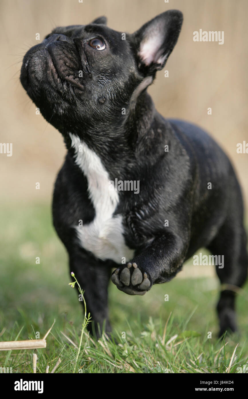 French bullie hi-res stock photography and images - Alamy