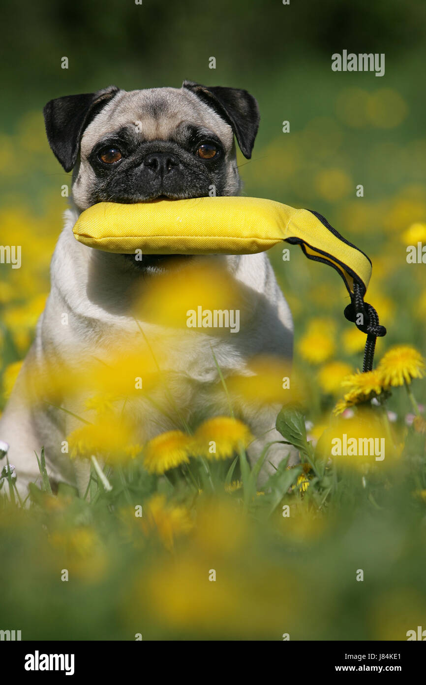 proud pug with dummy Stock Photo - Alamy