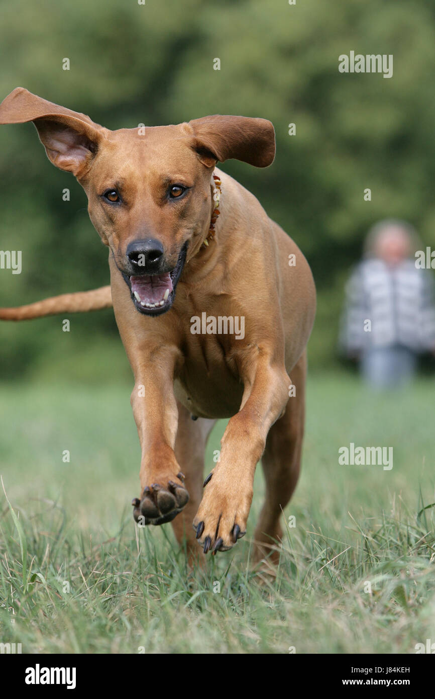 rennender rhodesian ridgeback Stock Photo - Alamy