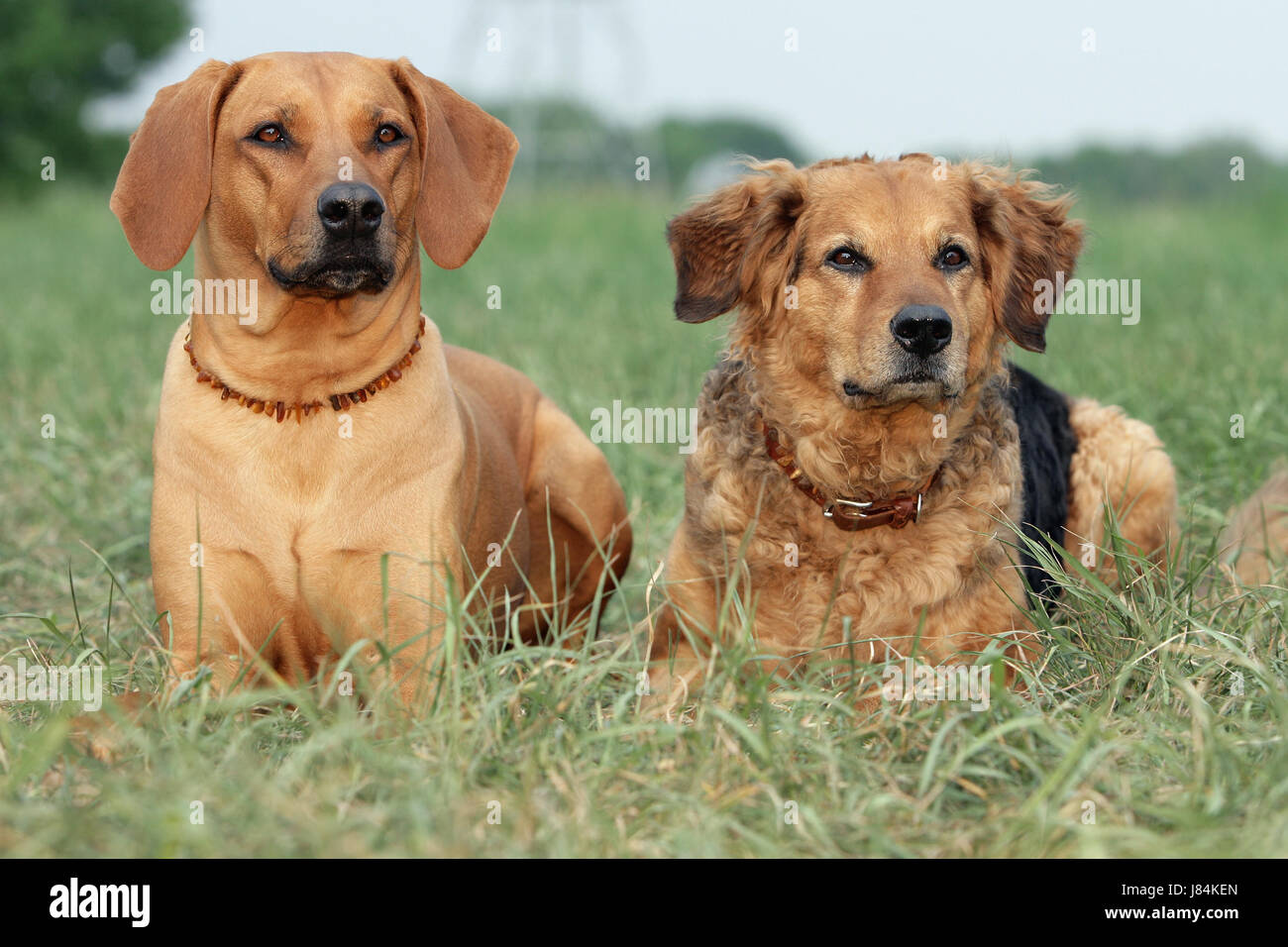 animal dog shine shines bright lucent light serene luminous friendship ...