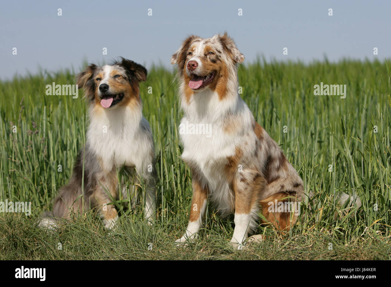 dog pedigree dog delighted unambitious enthusiastic merry radiant with ...