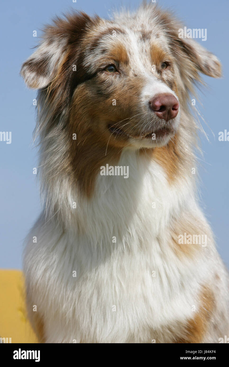 australian shepherd red-merle Stock Photo - Alamy