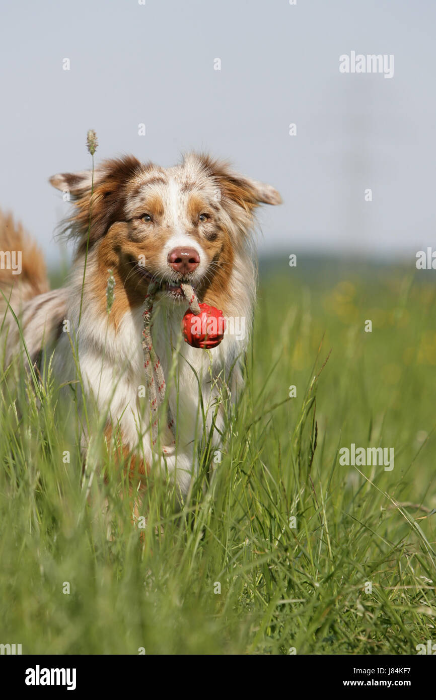 ball playing aussie puppy Stock Photo - Alamy