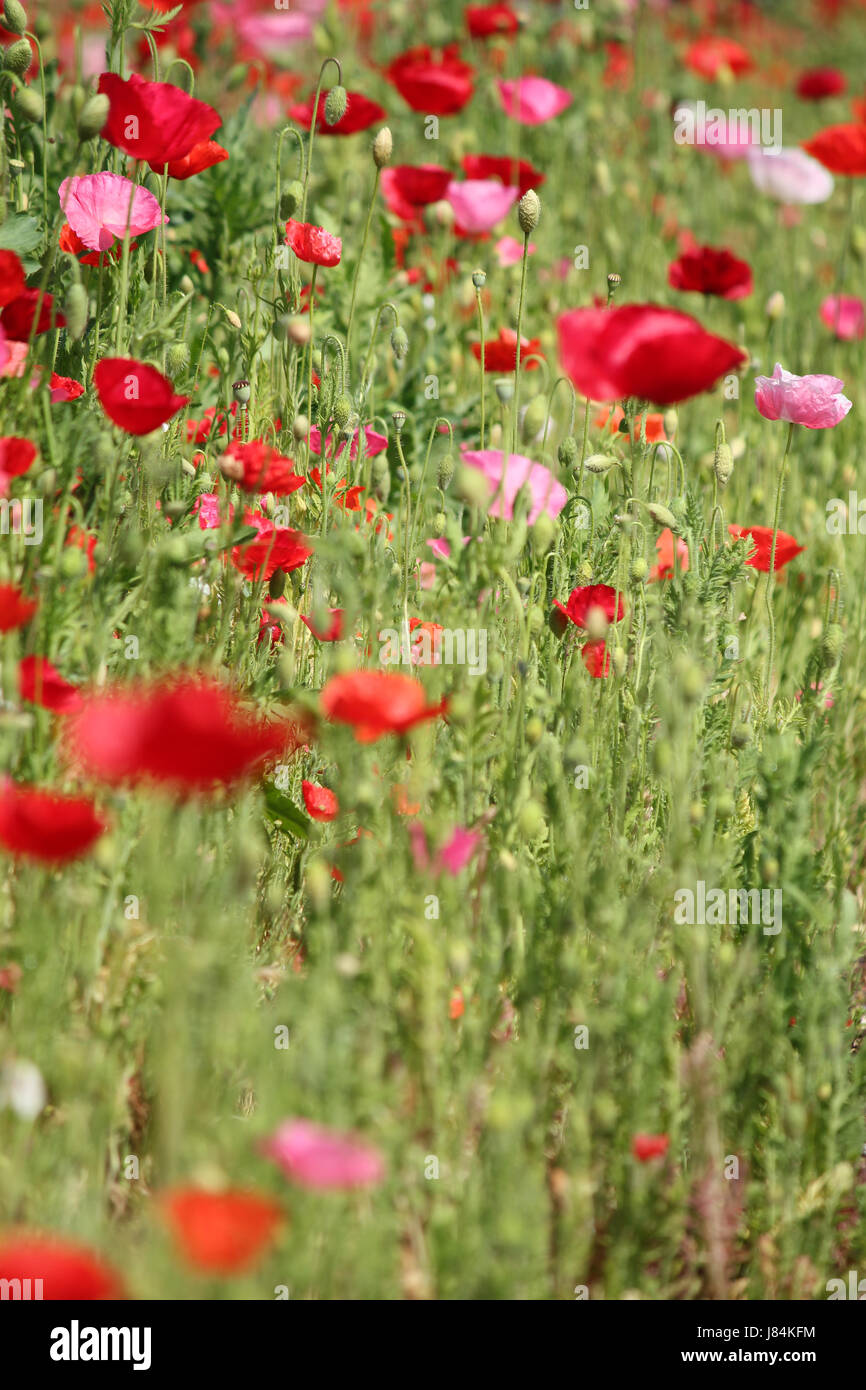 flower plant green spring poppy bud corn poppy meadow capsule papaver ...
