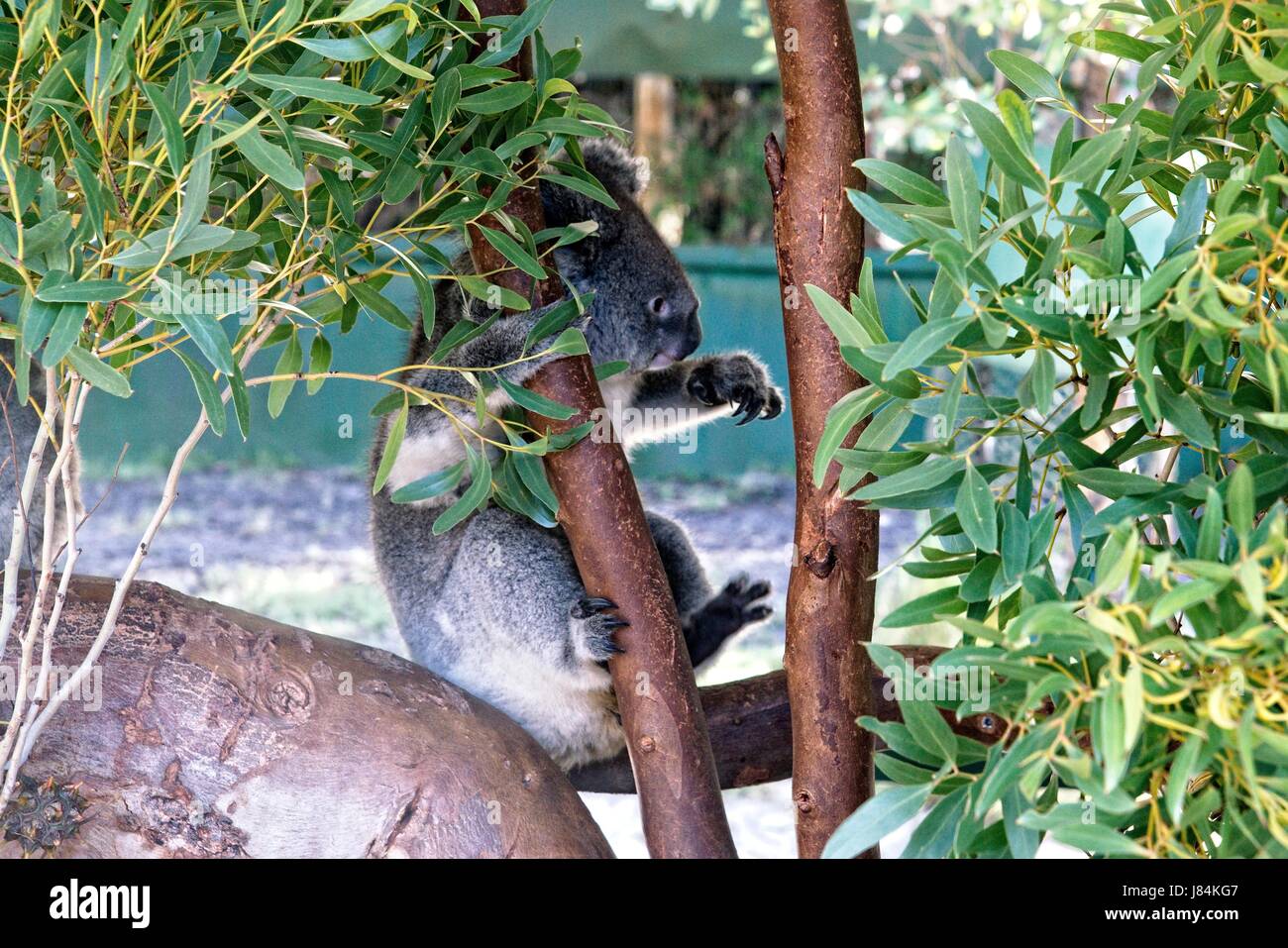 Koala Bears in Perth WA Parks Stock Photo - Alamy