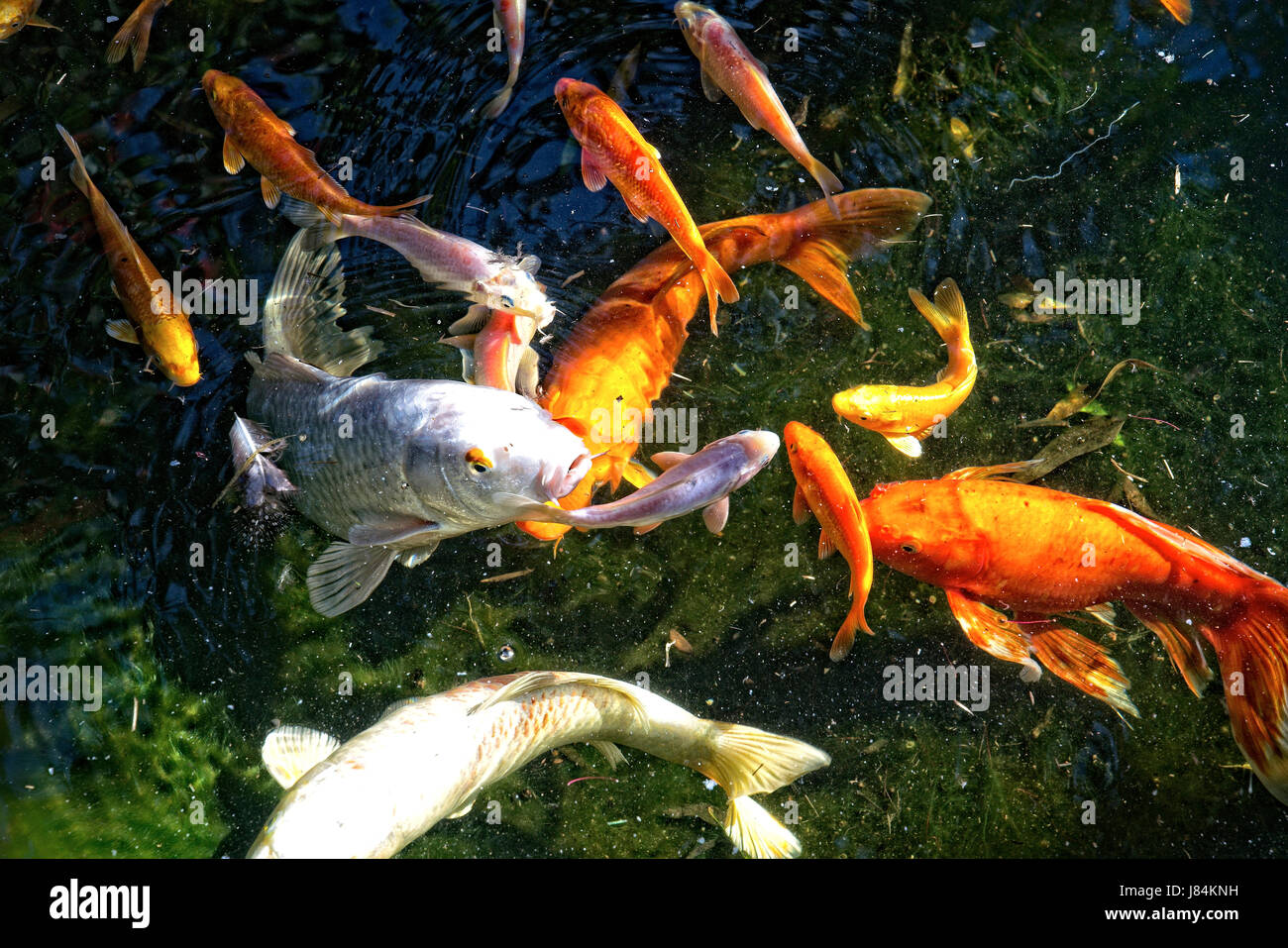Decorative koi hi-res stock photography and images - Alamy