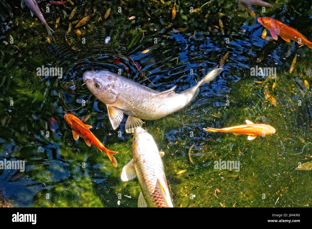 Koi nishikigoi hi-res stock photography and images - Alamy