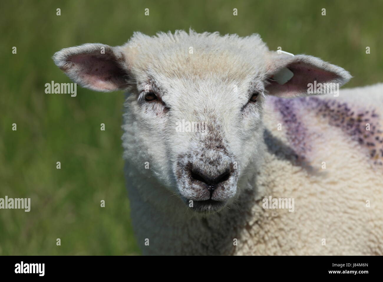 green water north sea salt water sea ocean sheep sheep farming dike mud ...
