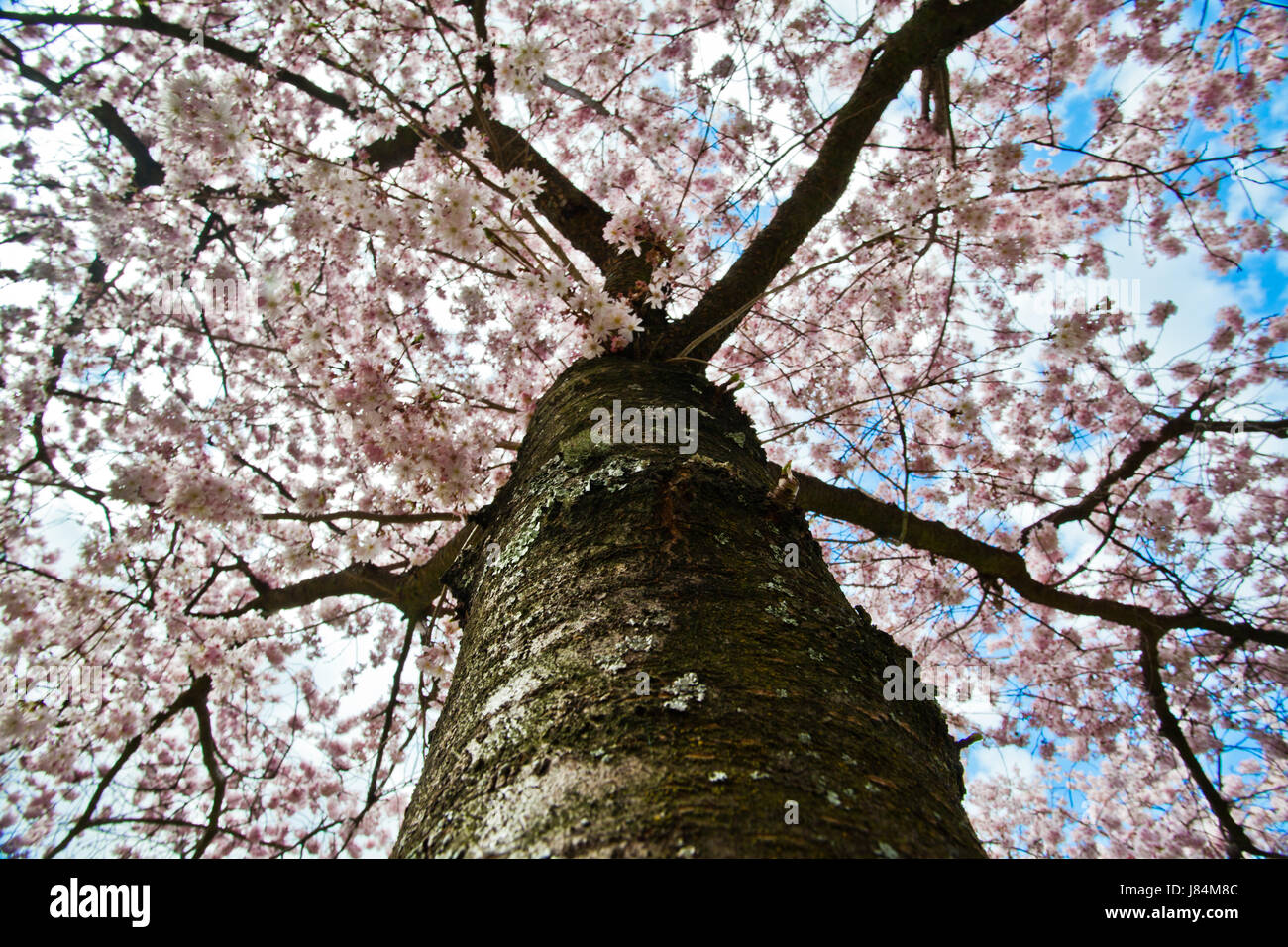 tree spring bouncing bounces hop skipping frisks jumping jump cherry ...