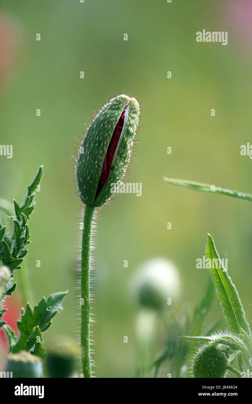 flower plant green poppy bud corn poppy opening capsule red papaver ...