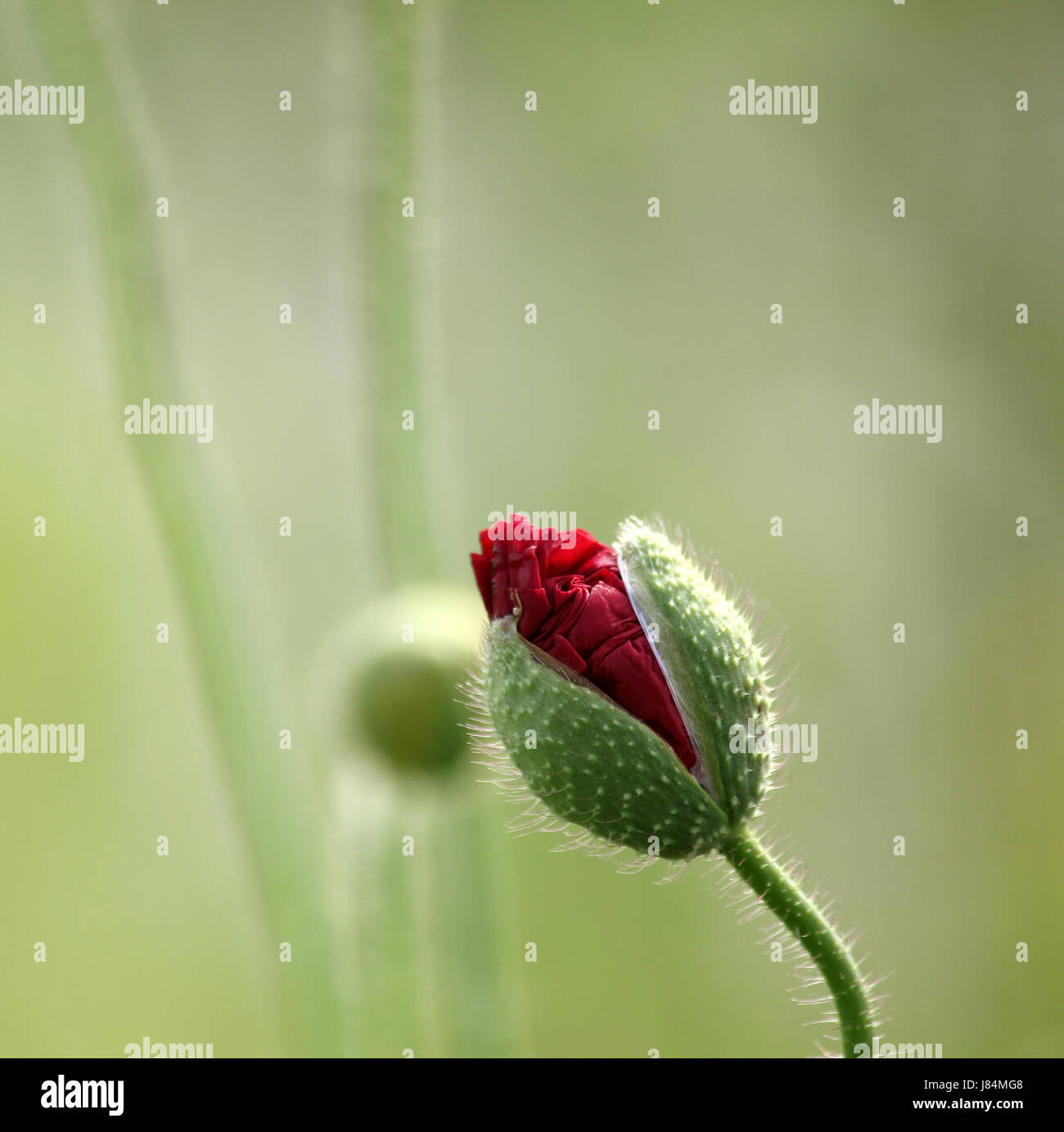 flower plant green poppy bud corn poppy opening capsule red papaver ...