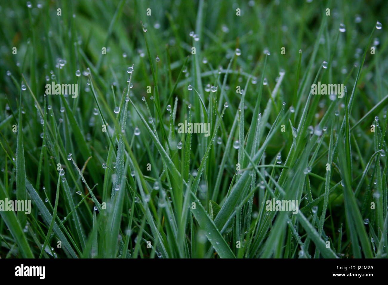 meadow grass lawn green drop drip drops seeping sopping drips macro ...