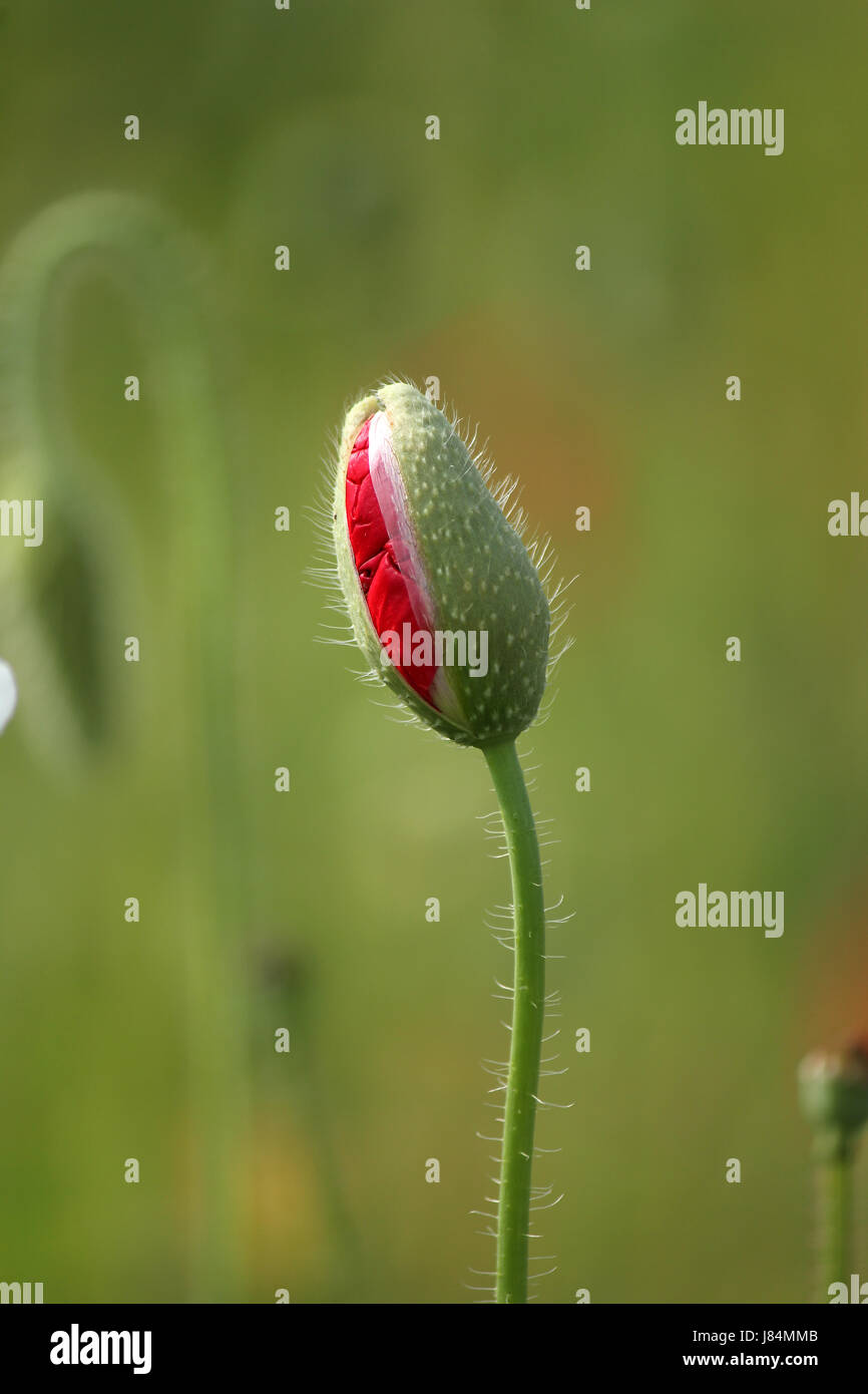 flower plant green poppy bud corn poppy opening capsule red papaver ...