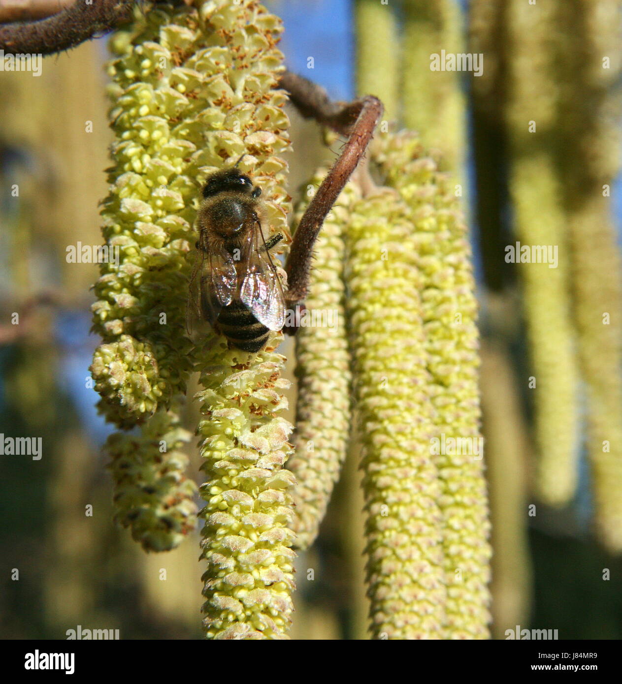 Pflanzenfoto hi-res stock photography and images - Alamy