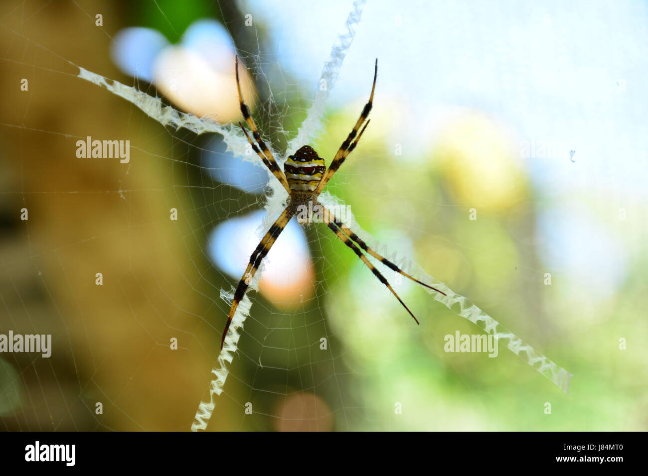 spider on web look creepy and scary on nature background Stock Photo ...