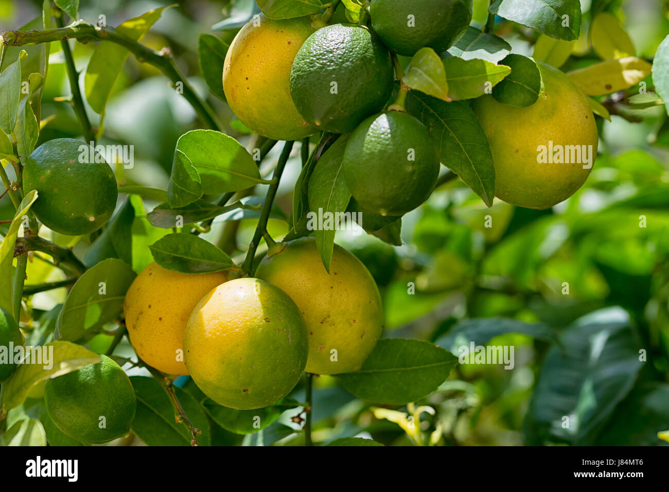 Unripe lemons fruit hi-res stock photography and images - Alamy