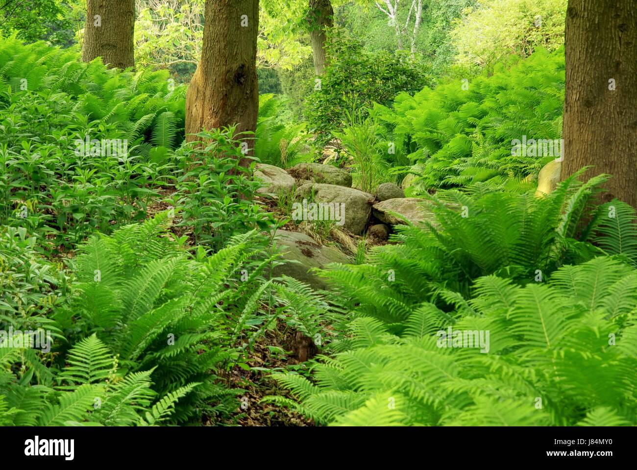 tree trees plant green woods fern forest tree trees plant green flora ...