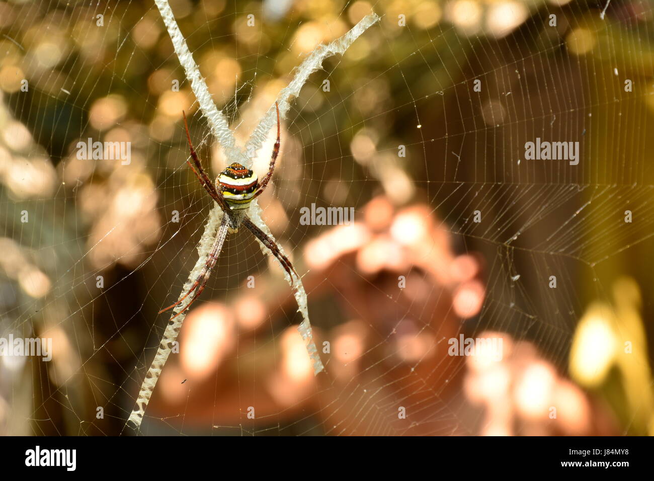spider on web look creepy and scary on nature background Stock Photo ...