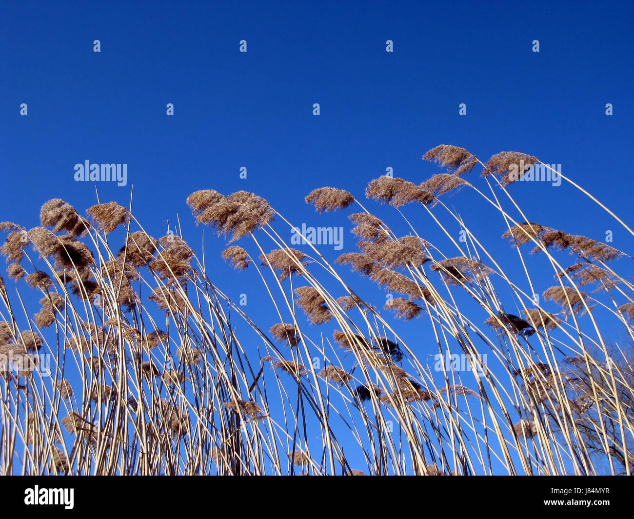 blade reed day plant nature location shot landscape format scenery ...