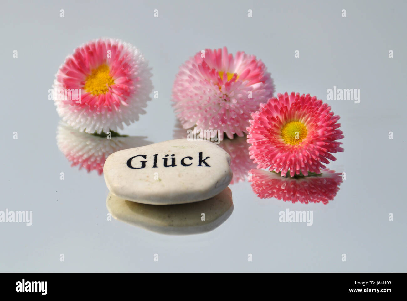 congratulation daisy wish lucky luck birthday flower flowers plant ...