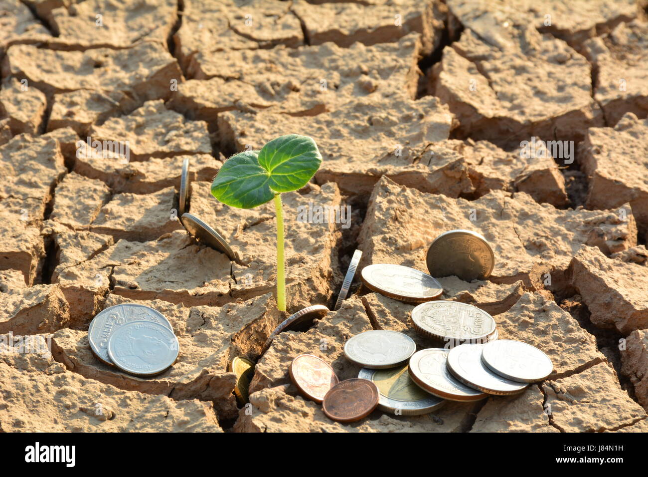 desolate land or dry areas have little green plant and coins Stock ...