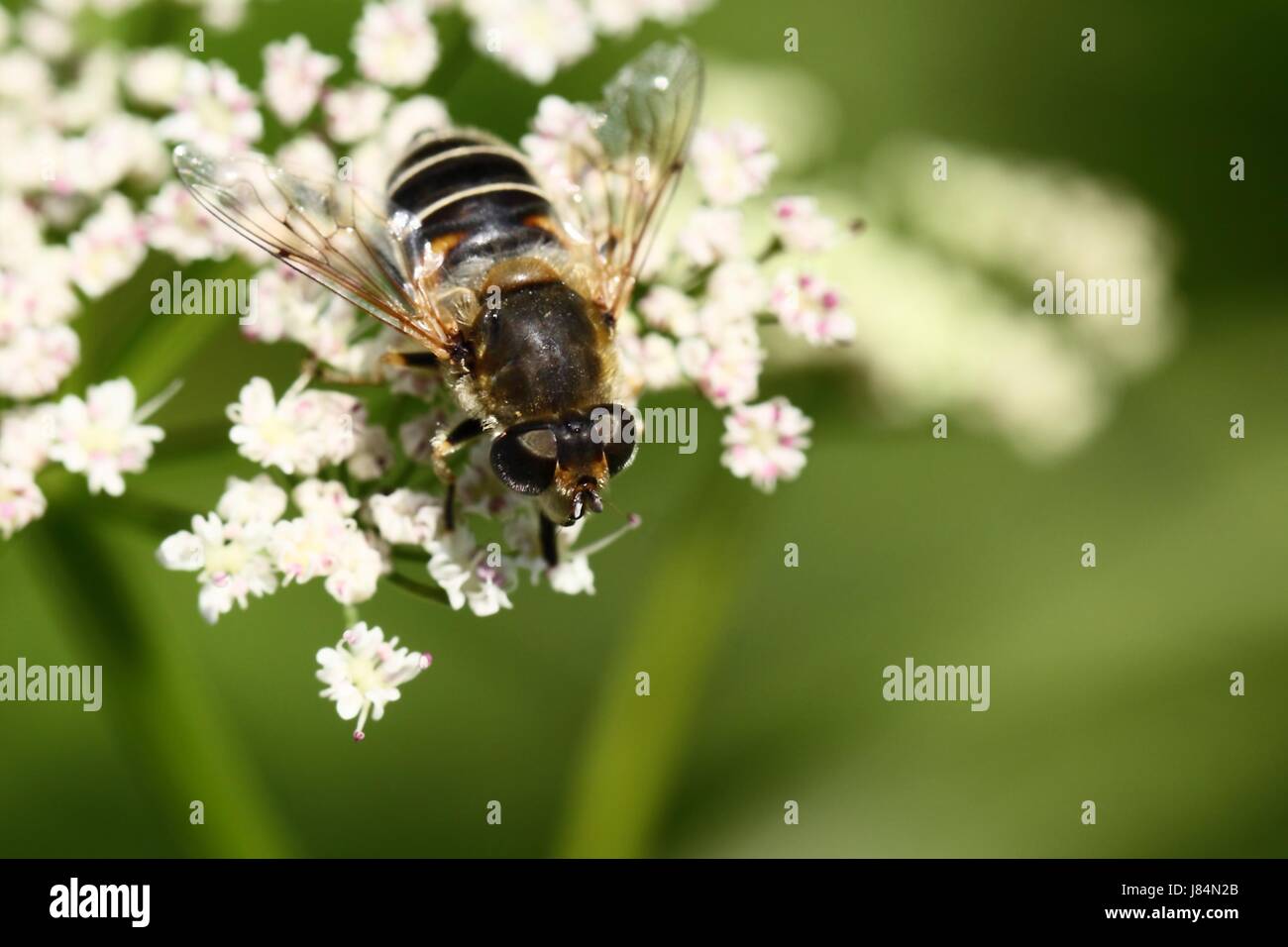 animal insect fly creature animal insect fly creature glnzende Stock ...