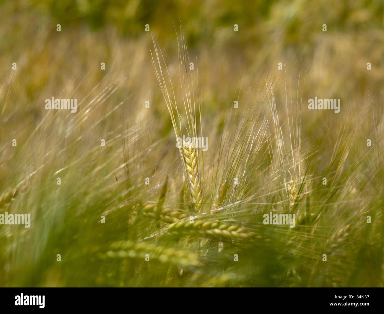 Weichweizen hi-res stock photography and images - Alamy
