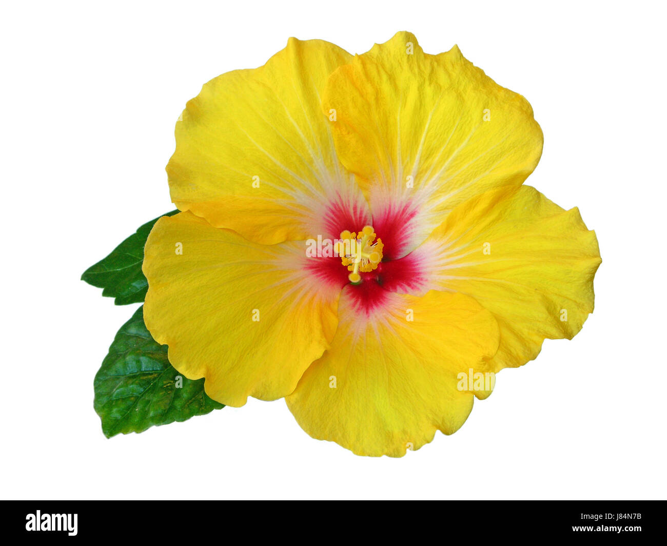 bloom blossom flourish flourishing flower flowers plant exotic hibiscus ...